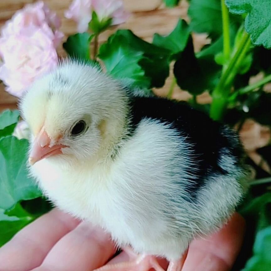 Леггорн далматинец -цыплята