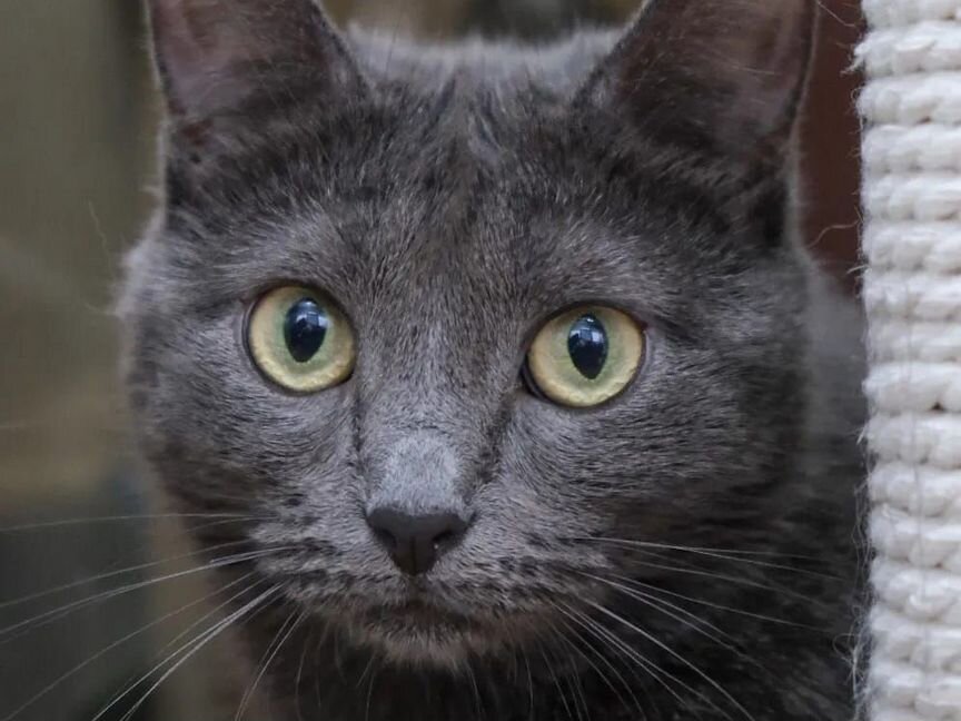 Гретту никто не замечает