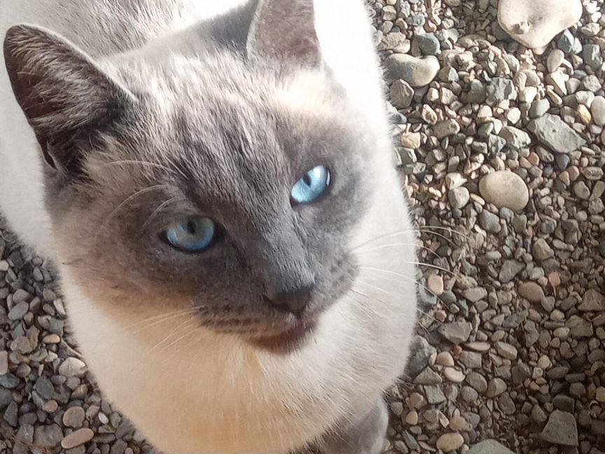 Кот