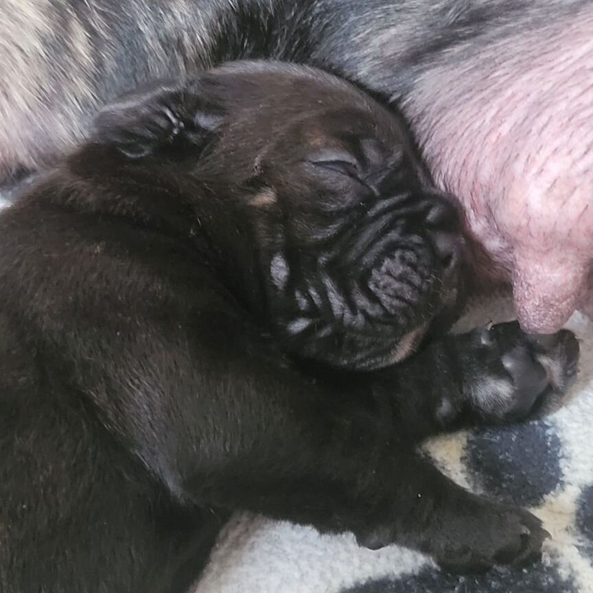 Кане-корсо, щенок