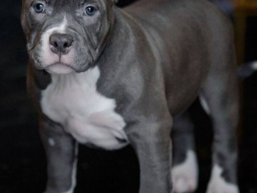 Щенок Американский бyлли девочкa