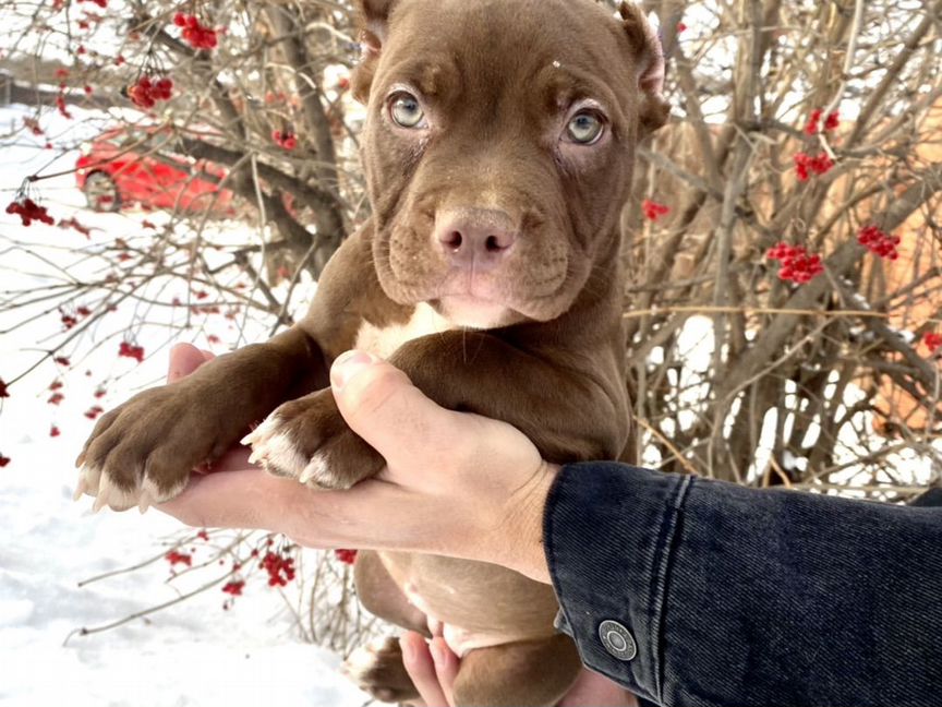 Американский булли classic