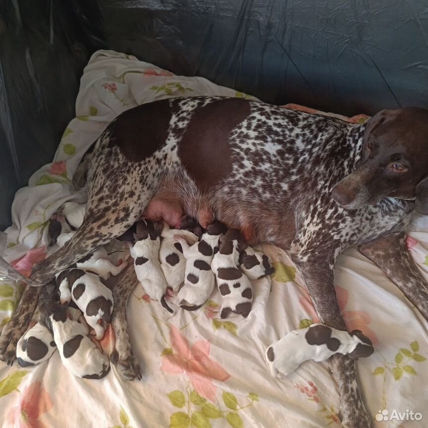 Щенки курцхаара