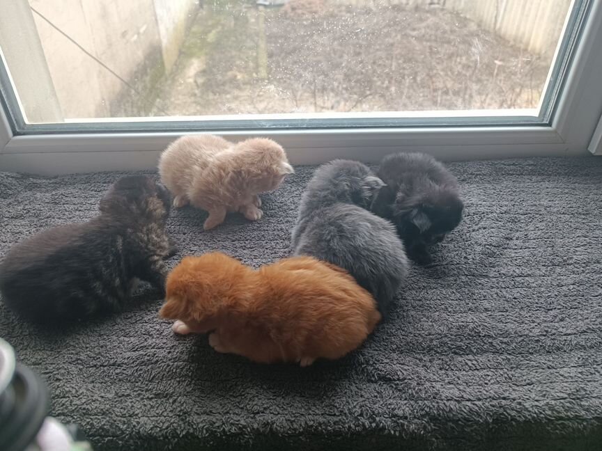 Котята мейн-кун бронь