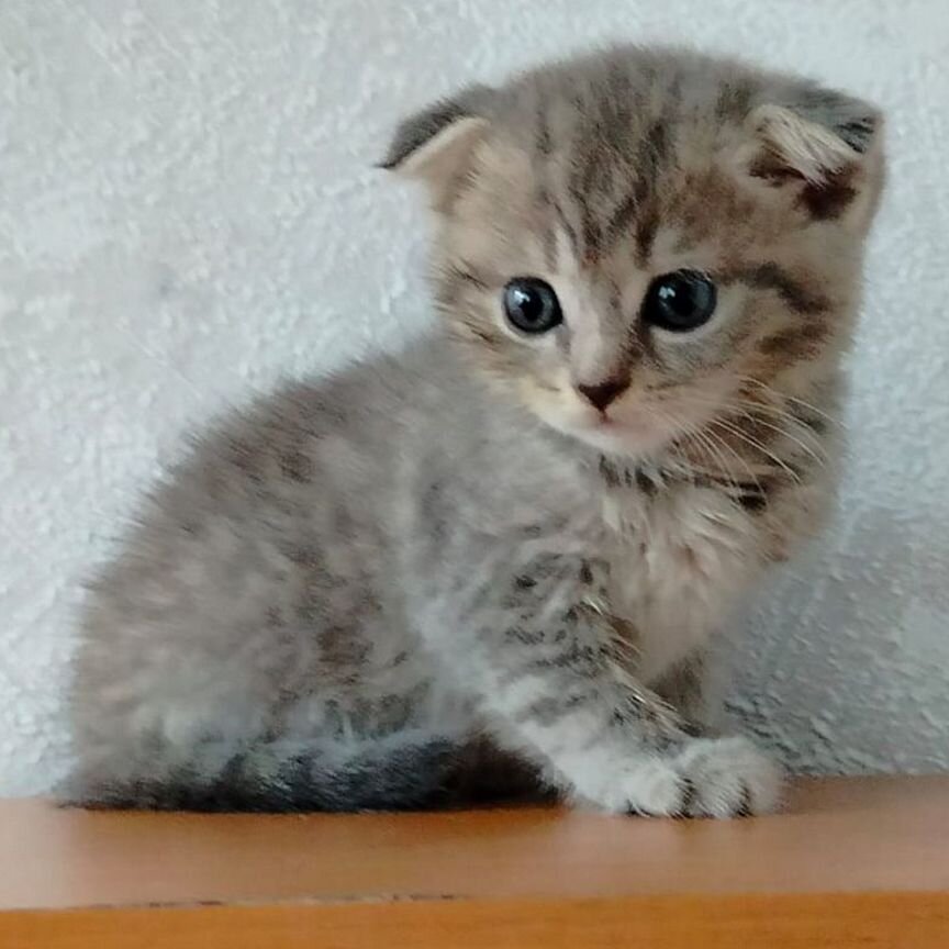 Британские котята