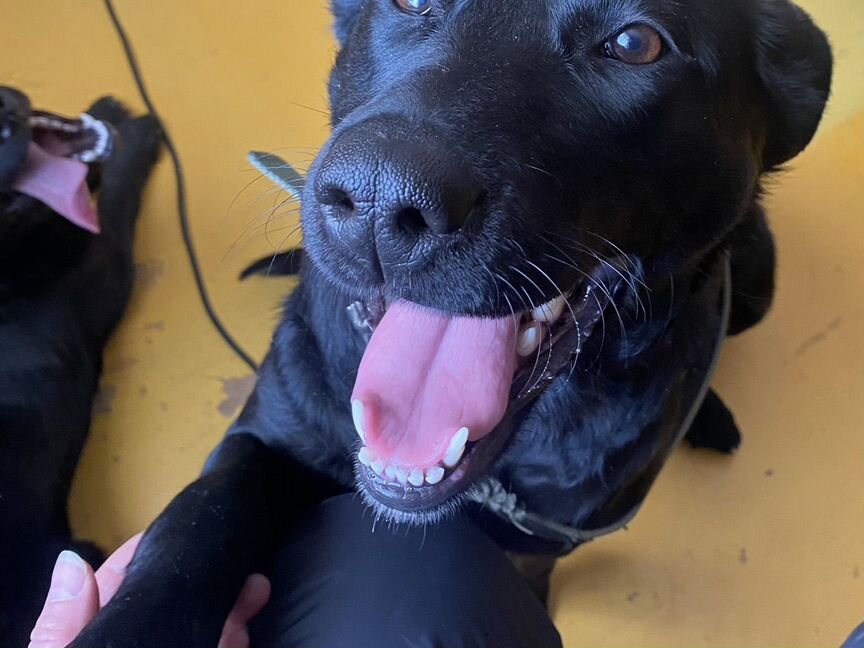 Пристраивается собачка(лабрадор)