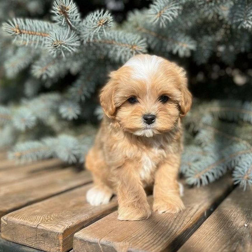 Мальтипу, щенок