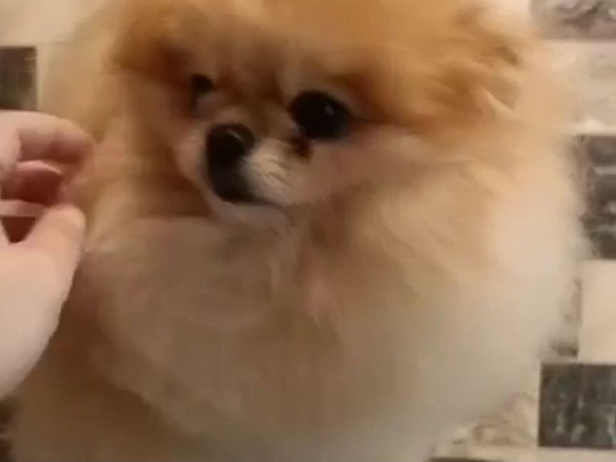 Померанский шпиц тип мишка мини