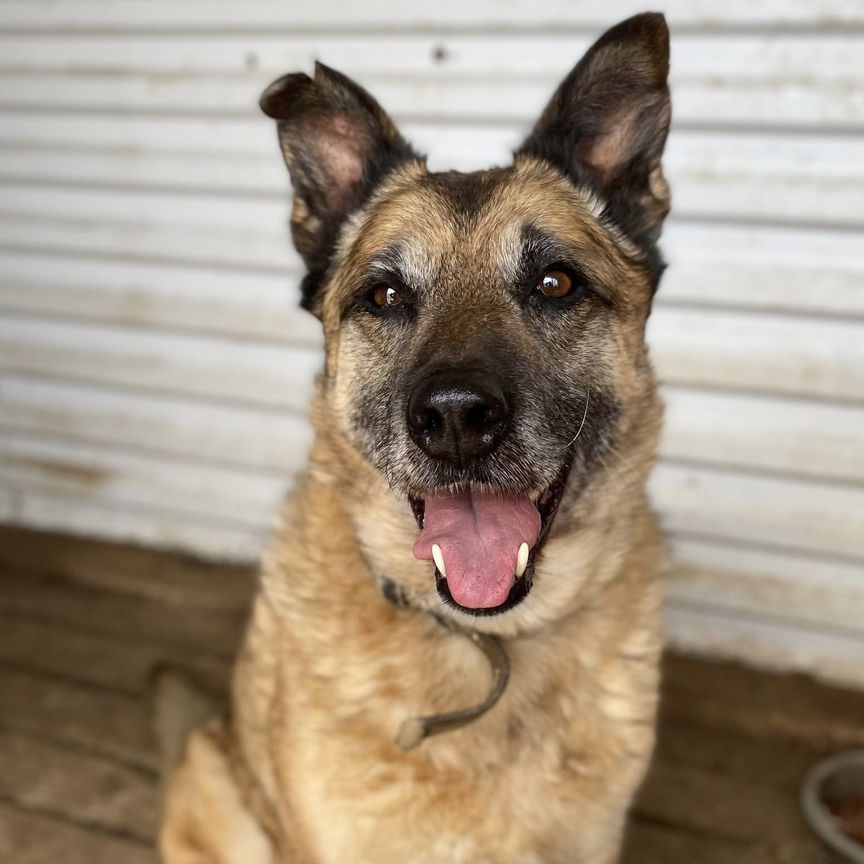 Взрослая собака в добрые руки