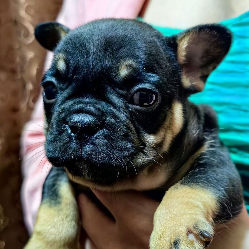 Французский бульдог