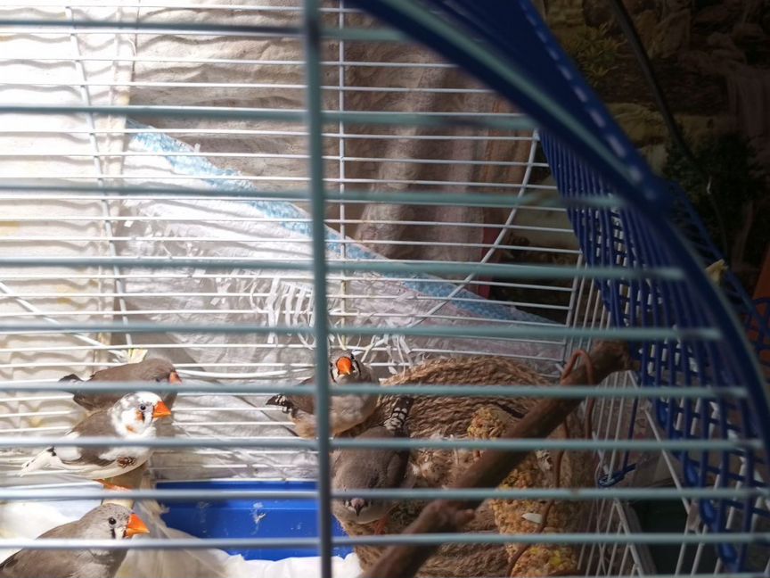 Зебровые амадины