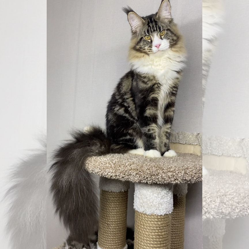 Мейн-кун котёнок