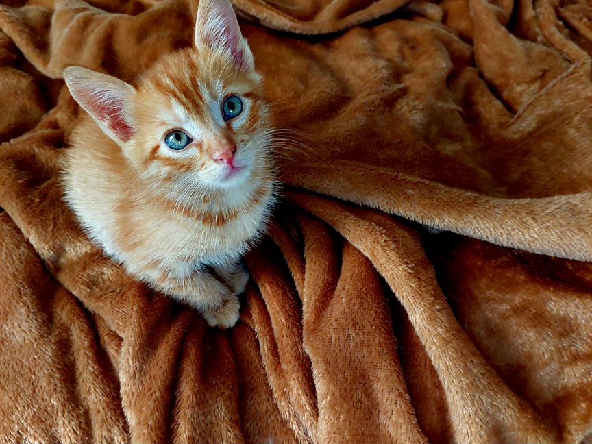 Кошечка котенок в добрые ручки