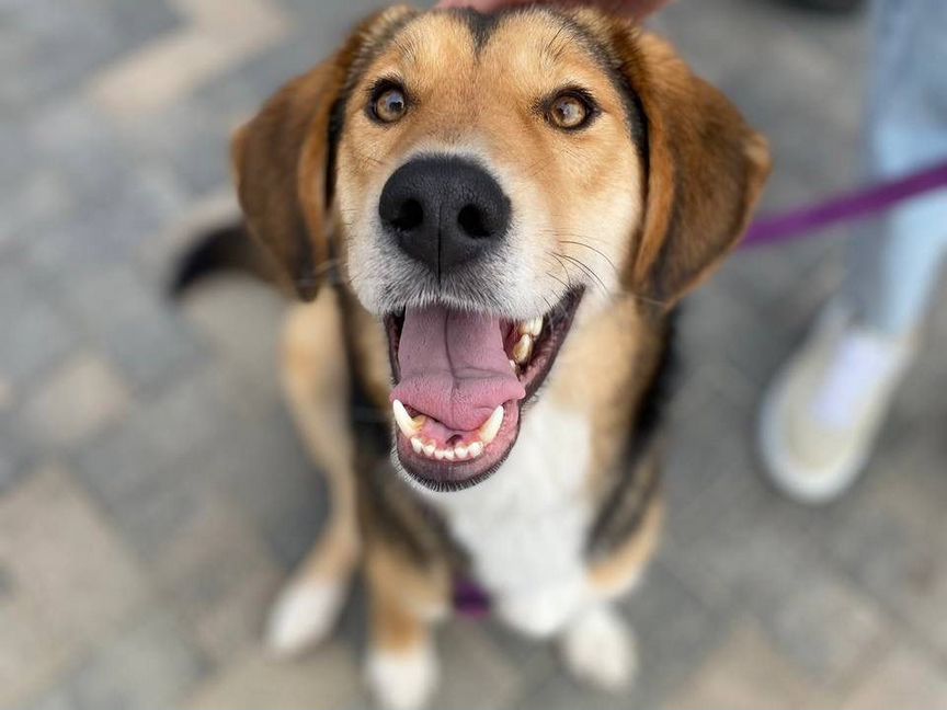 Друг детей семейная собака в добрые руки ищет дом