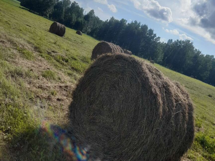 Сено урожай 2023