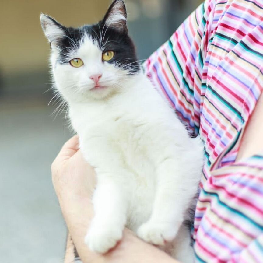 Кошки