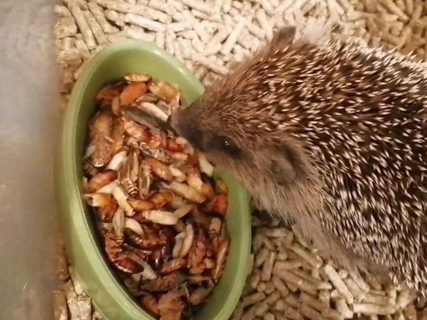 Кормовые насекомые. Сверчки. Тараканы. Смесь