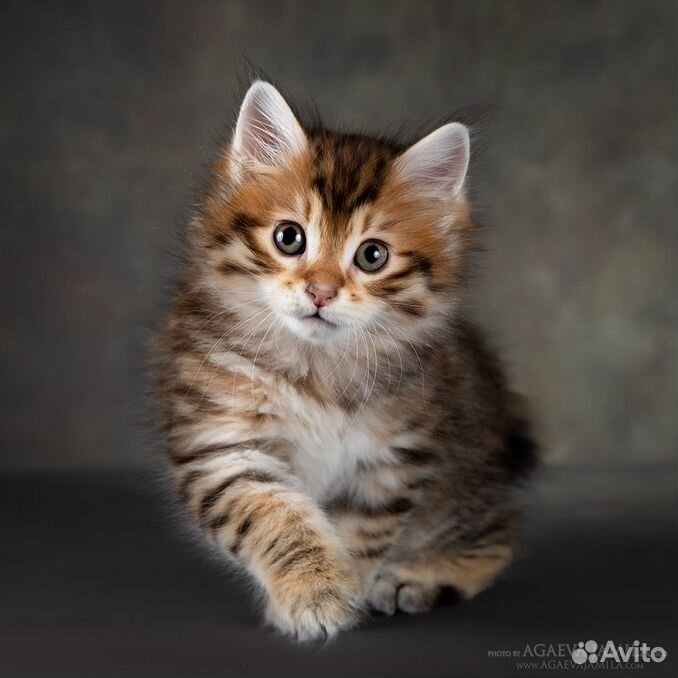 Золотые курильские котята