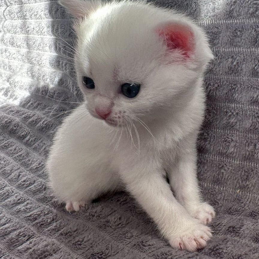 Шотландские котята