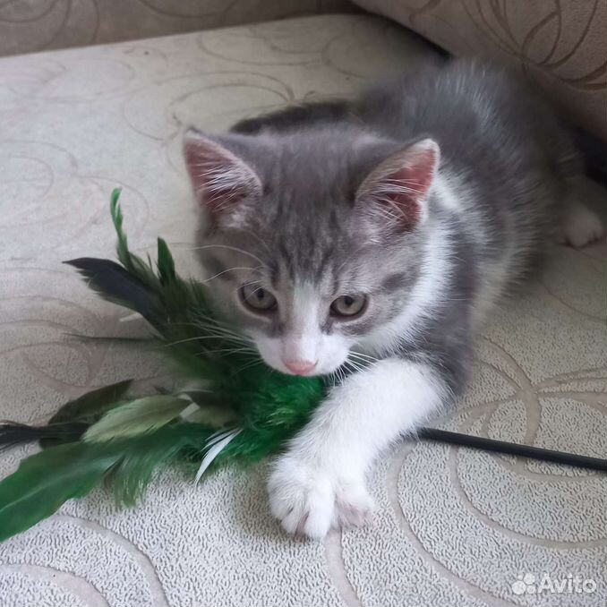 Котенок Очарование