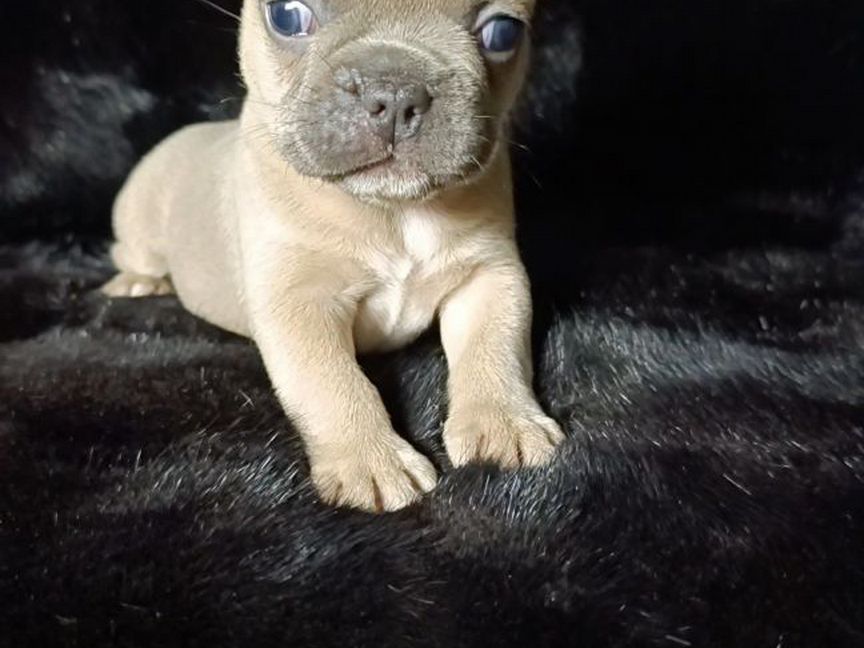 Французский бульдог мини детки голубой, лиловый