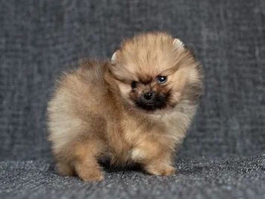 Померанский шпиц мини