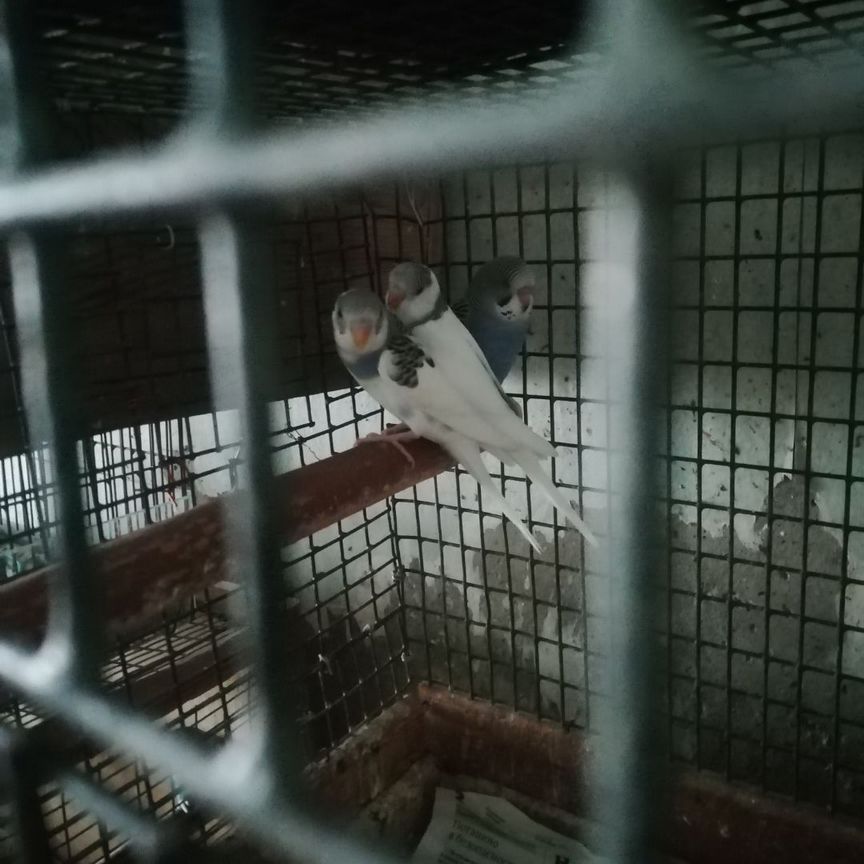 Волнистый попугай