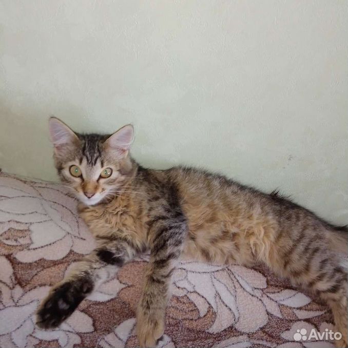 Котик-подросток бесплатно