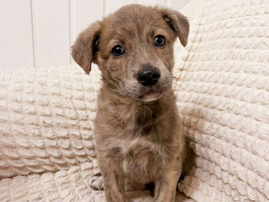 В добрые руки золотце Амур