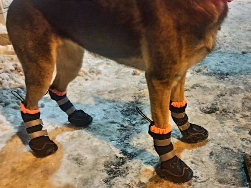 Обувь высокая для собак