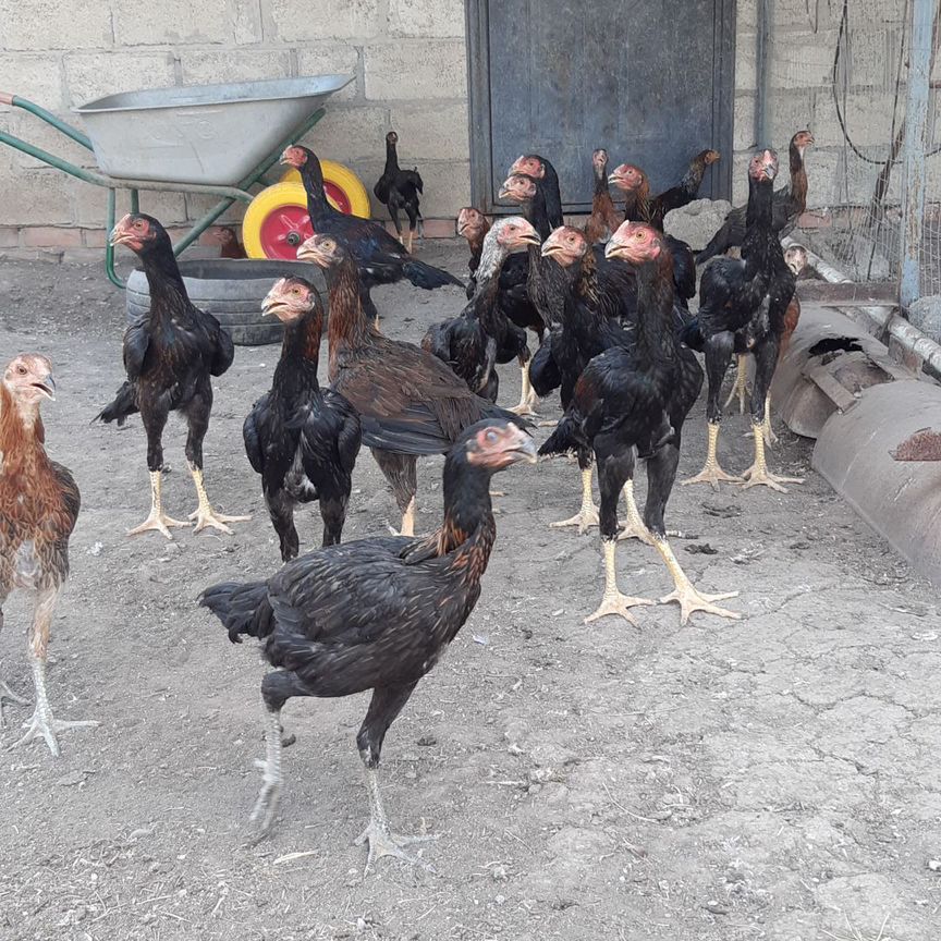 Бойцовые петушки