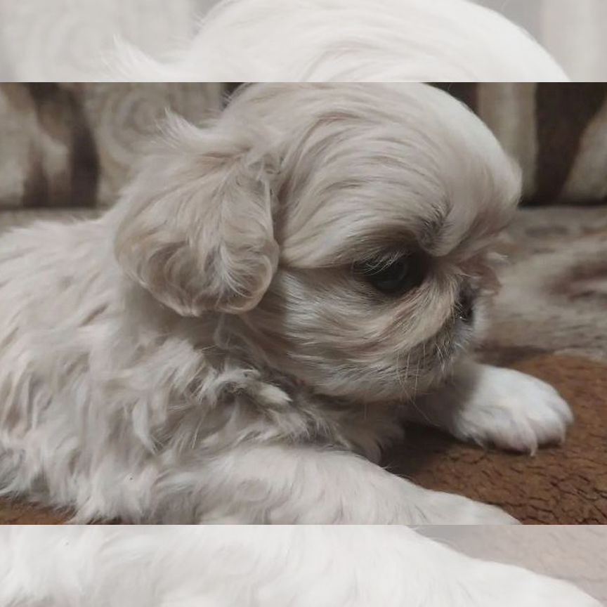 Пекинес, щенок