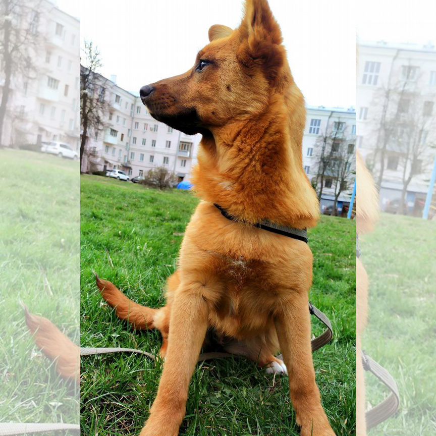 Метис Harzer fuchs в дар