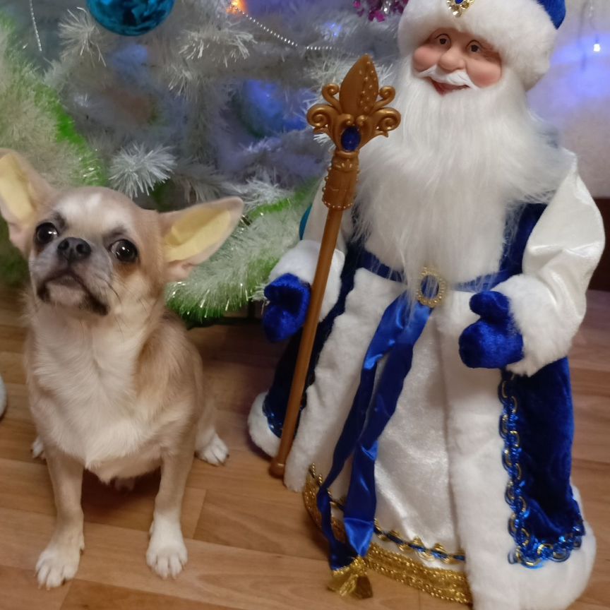 Чихуахуа, щенок