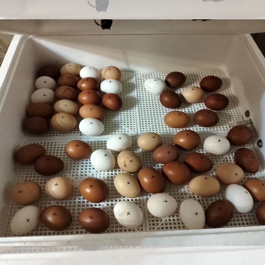 Инкубационное яйцо