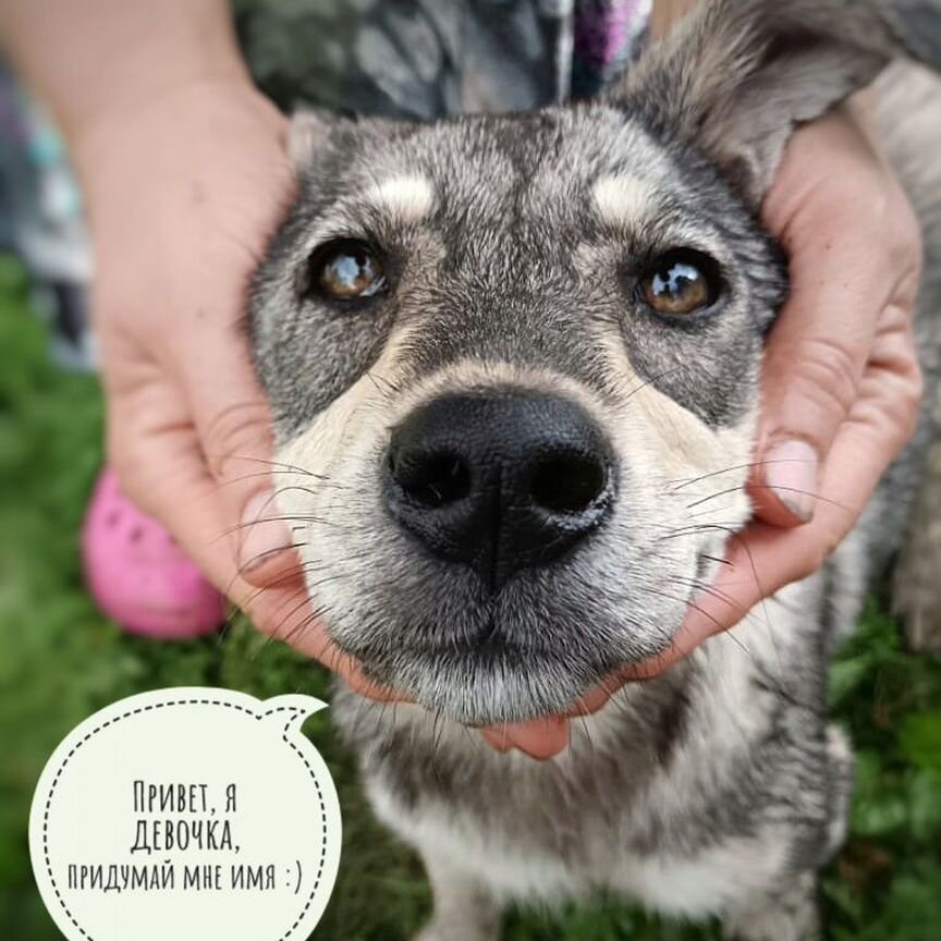 Щенята (подкидыши)