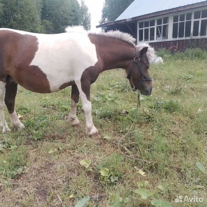 Лошадь, pony шетландский, пони