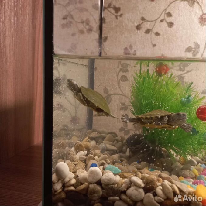 Продаются 2 карликовые черепашки