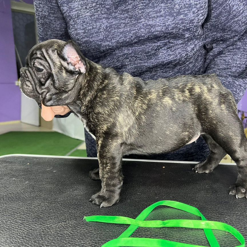 Французский бульдог