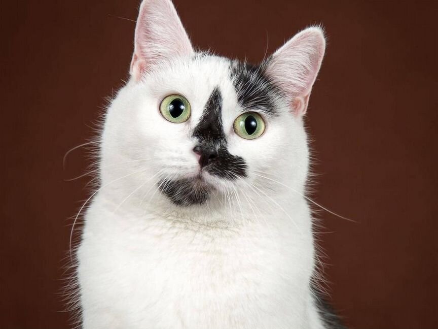 Кошка Лика в добрые руки