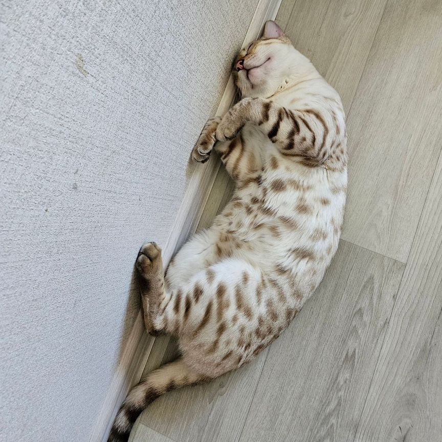 Вязка кота бенгала