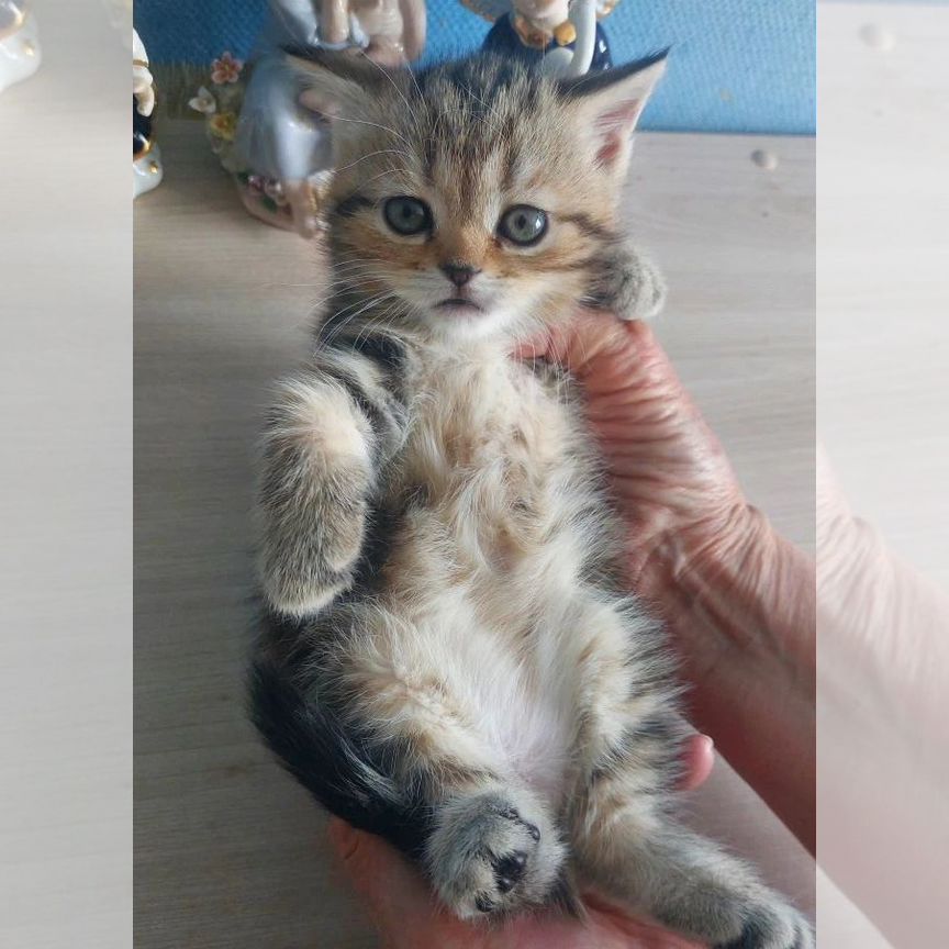 Шотландский прямоухий короткошёрстный котёнок
