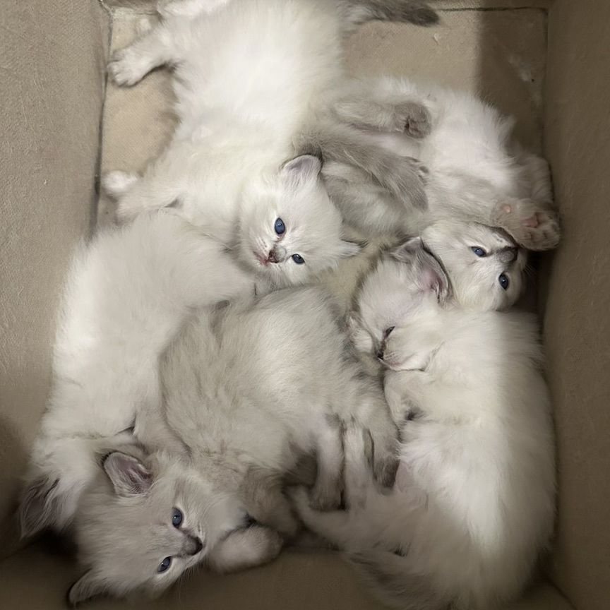 Невские Маскарадные котята