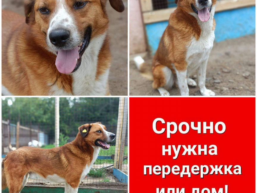 Ричард ищет дом, или передержку