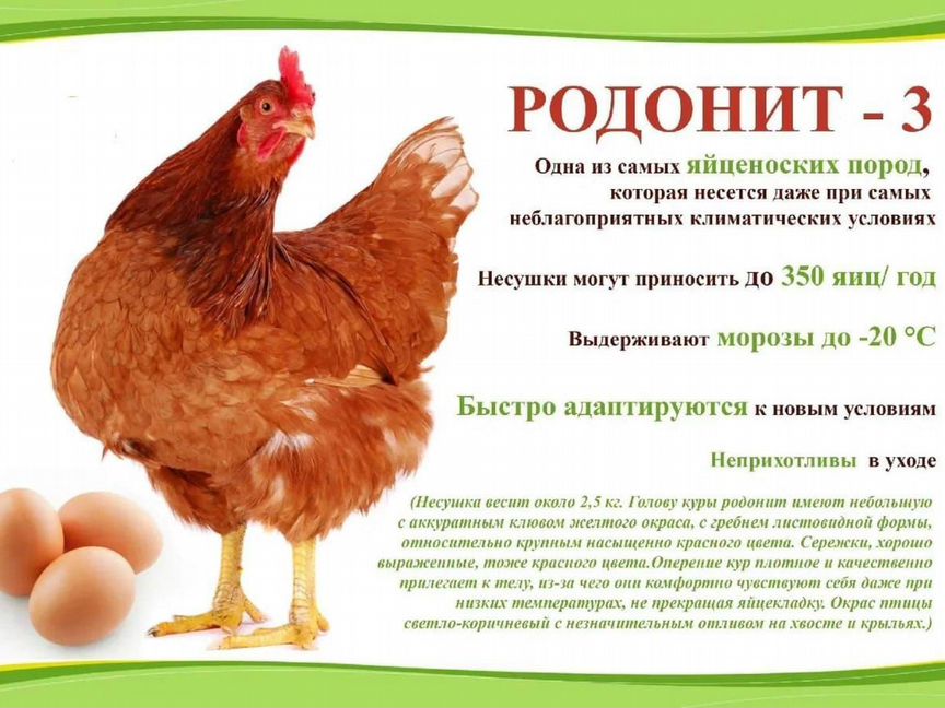 Цыплята несушки родонит-3