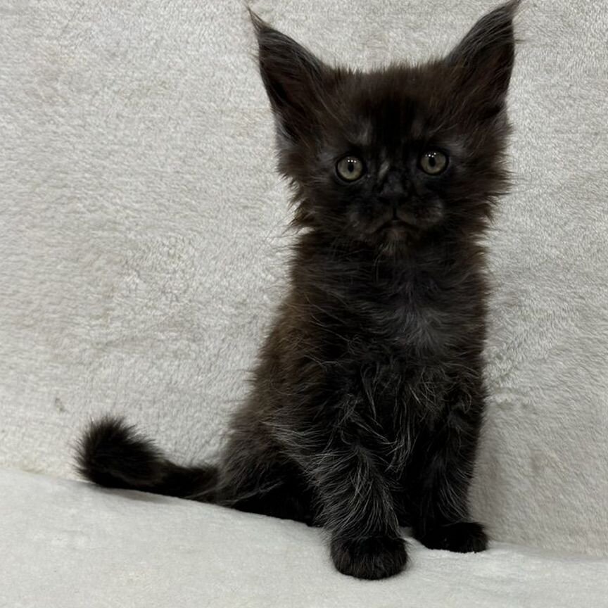 Мейн-кун котёнок