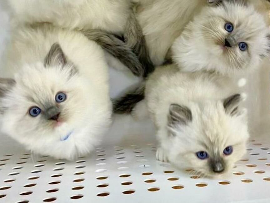 Котики Рэгдолл