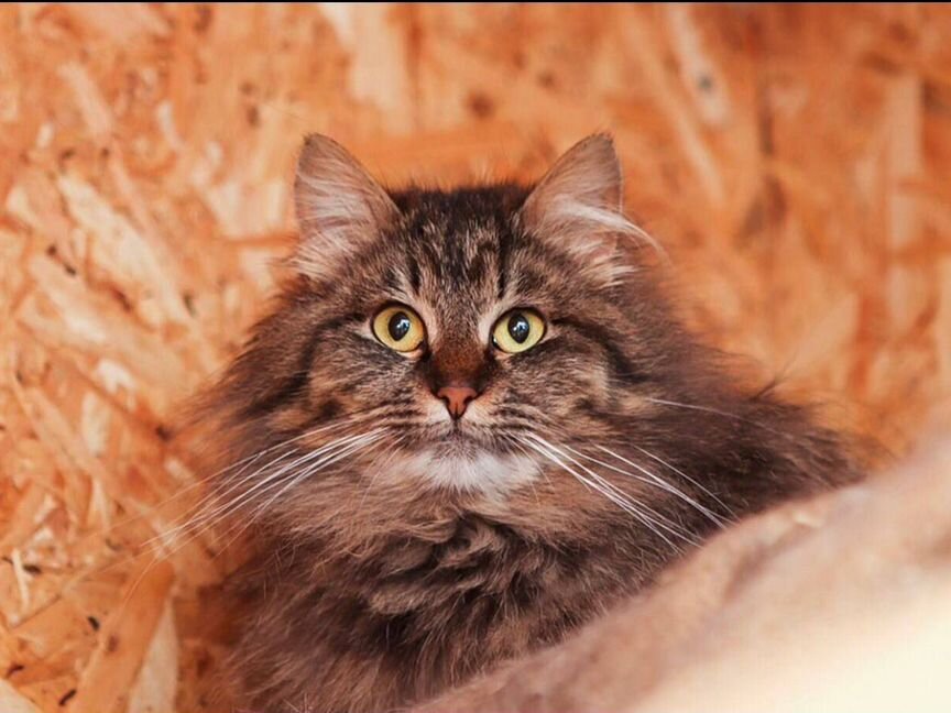 Сибирская кошечка ищет семью
