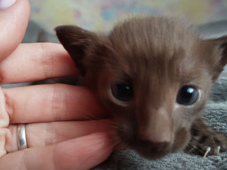 Котята ориентальной породы