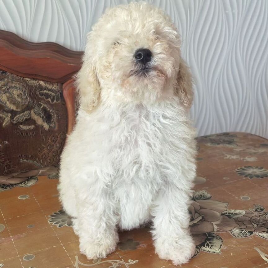 Той-пудель, щенок